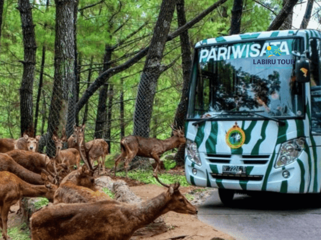 The Grand Taman Safari Prigen | LABIRU TOUR Malang